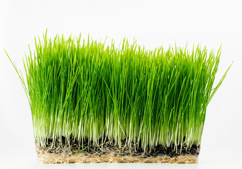 impressive-benefits-of-wheatgrass-or-what-does-wheatgrass-do-to-your ...